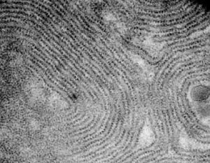 Ribosomes | Highbrow