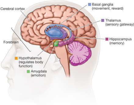 What Does the Brain Look Like? | Highbrow